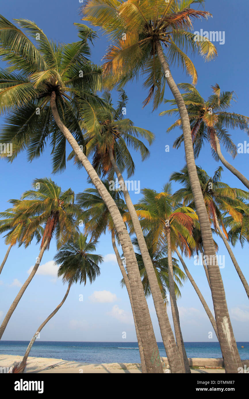Maldives, Maafushi Island, coconut palm grove, beach Stock Photo - Alamy