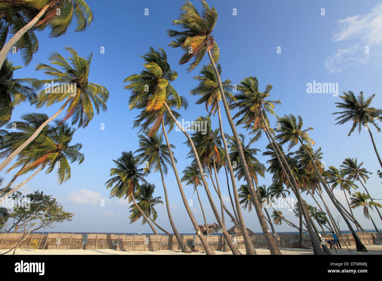Maldives, Maafushi Island, coconut palm grove Stock Photo - Alamy