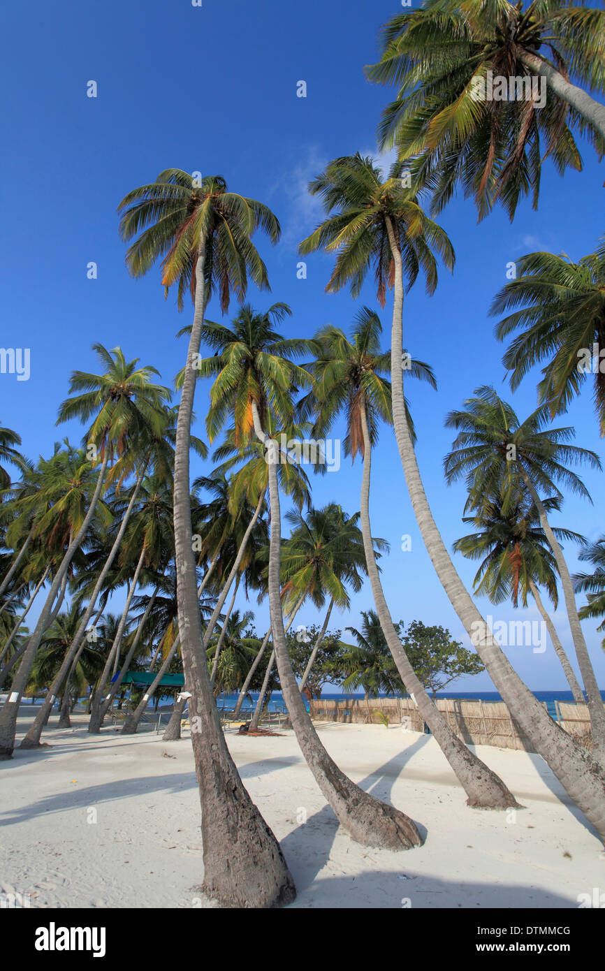 Maldives, Maafushi Island, coconut palm grove Stock Photo - Alamy