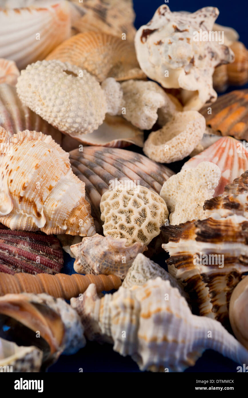 Detail of seashells from around the world Stock Photo - Alamy