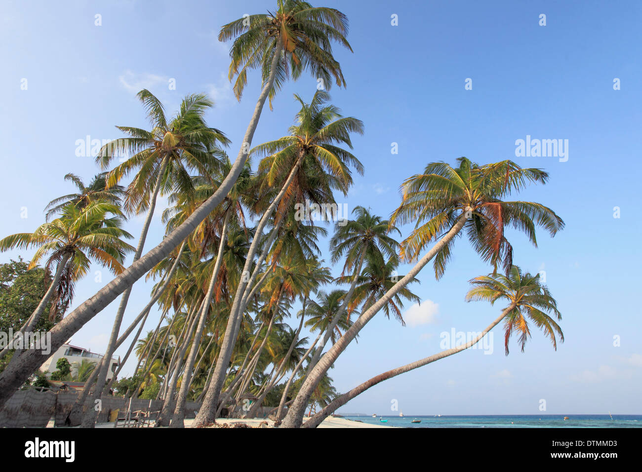 Maldives, Maafushi Island, coconut palm grove Stock Photo - Alamy