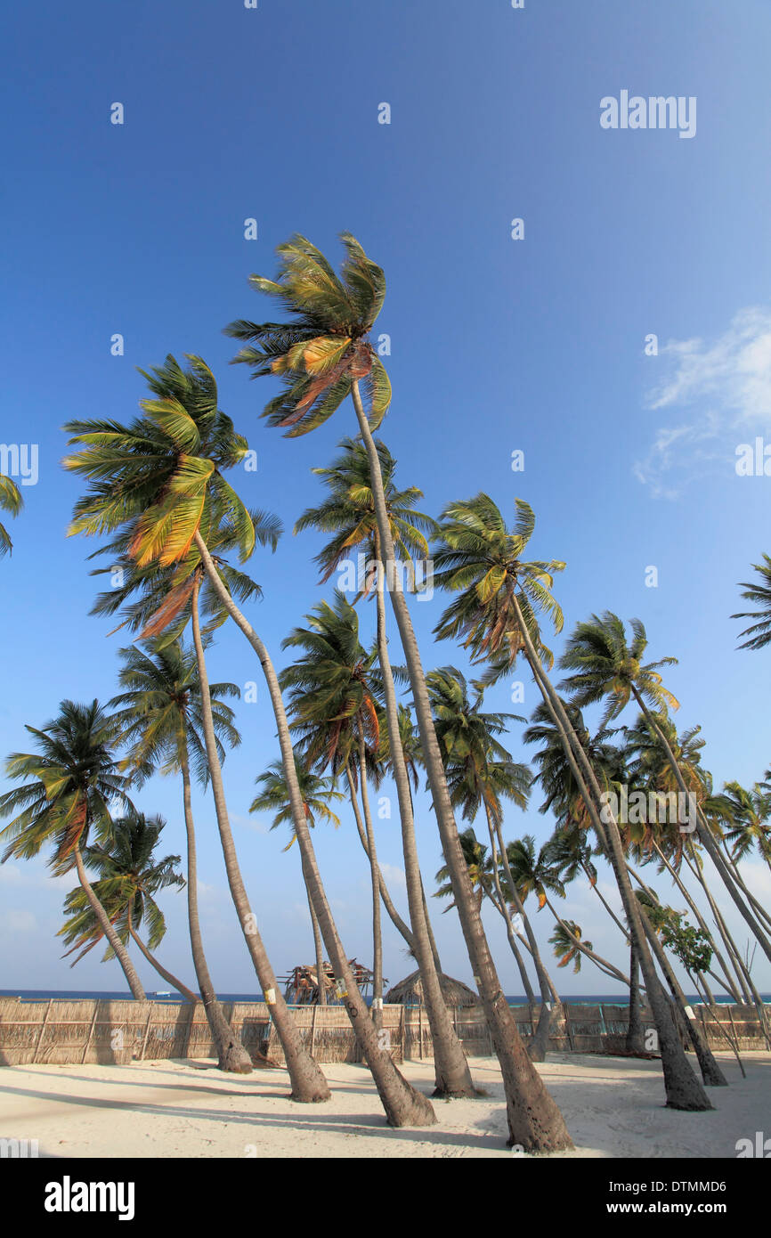 Maldives, Maafushi Island, coconut palm grove Stock Photo - Alamy