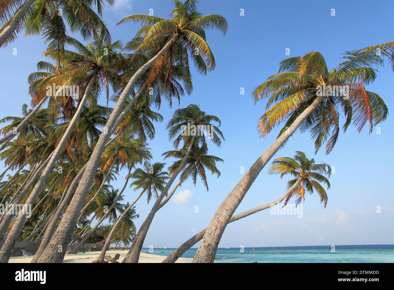 Maldives, Maafushi Island, coconut palm grove, beach Stock Photo - Alamy