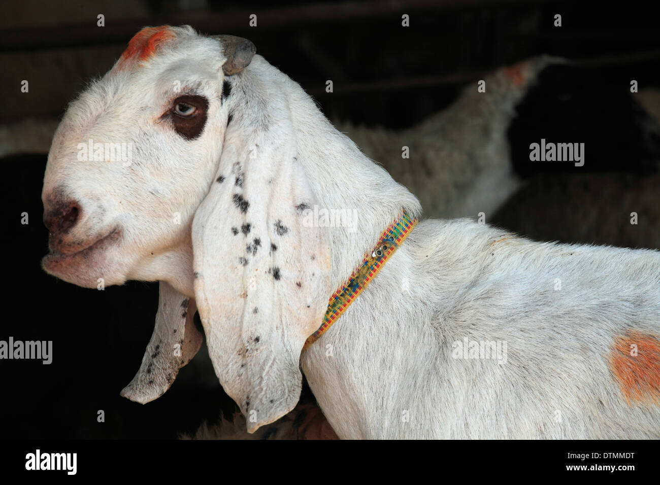United Arab Emirates, Sharjah, animal souq, goat Stock Photo - Alamy