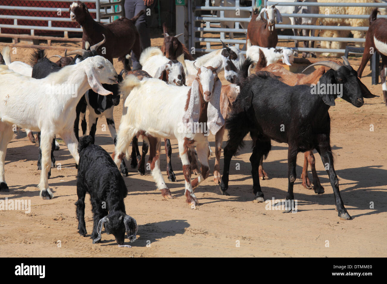 United Arab Emirates, Sharjah, animal souq, goats Stock Photo - Alamy