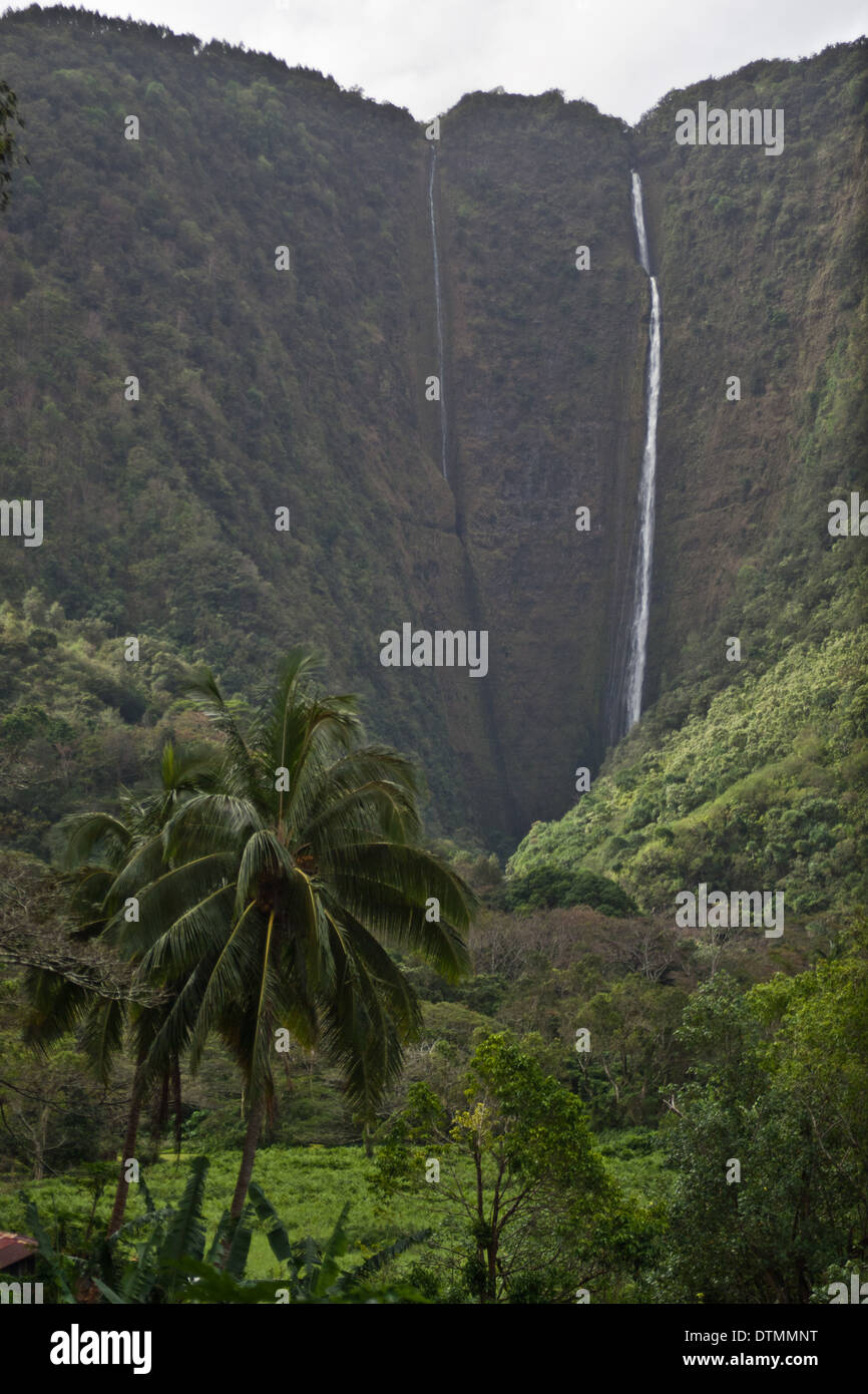 tropical waterfall with a palm tree and lots of greenery and lush ...
