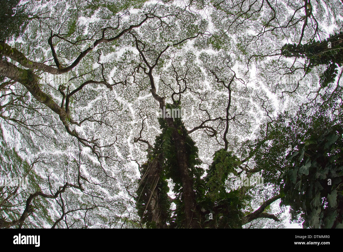 From beneath hi-res stock photography and images - Alamy