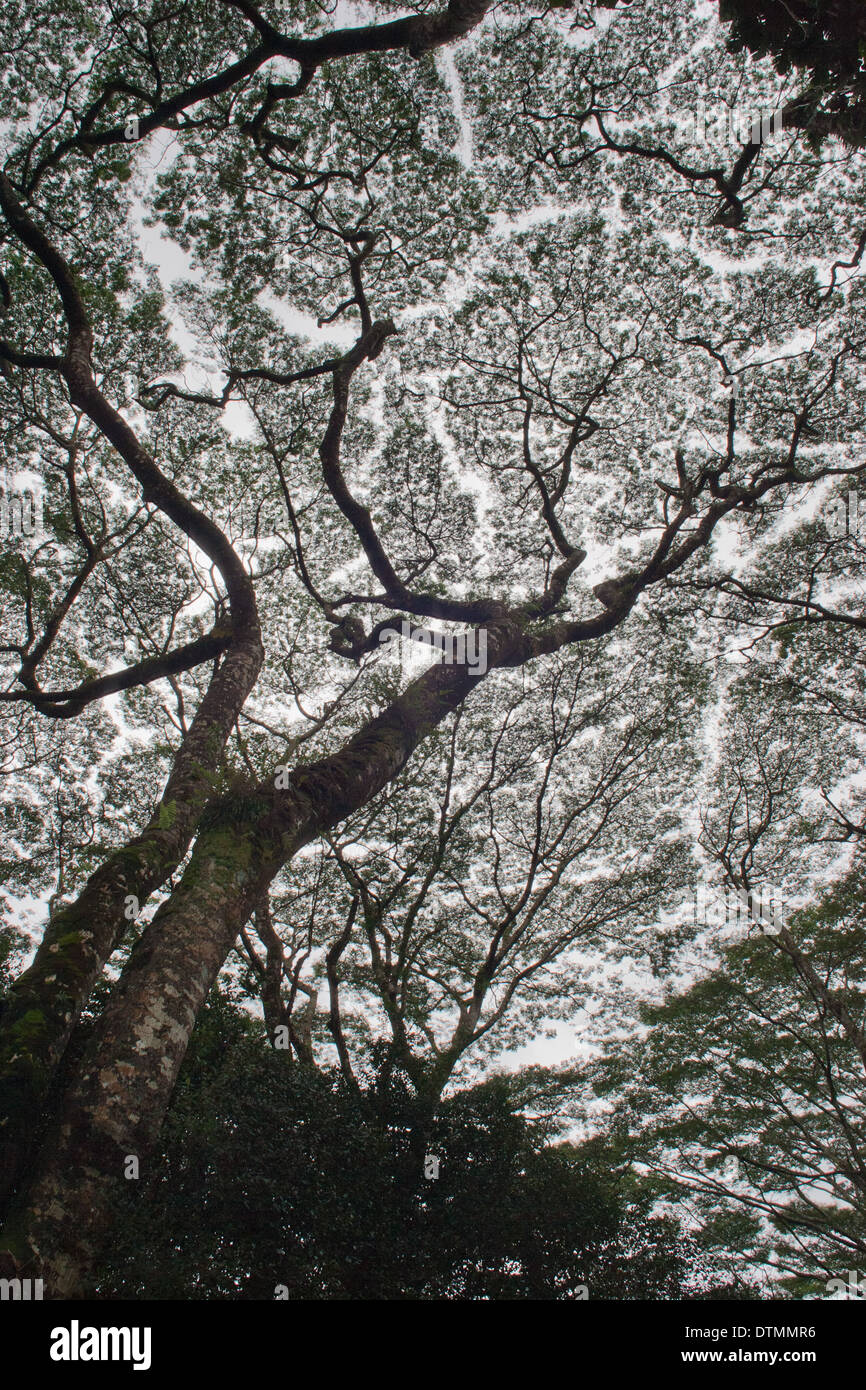 Beneath tree branches hi-res stock photography and images - Alamy
