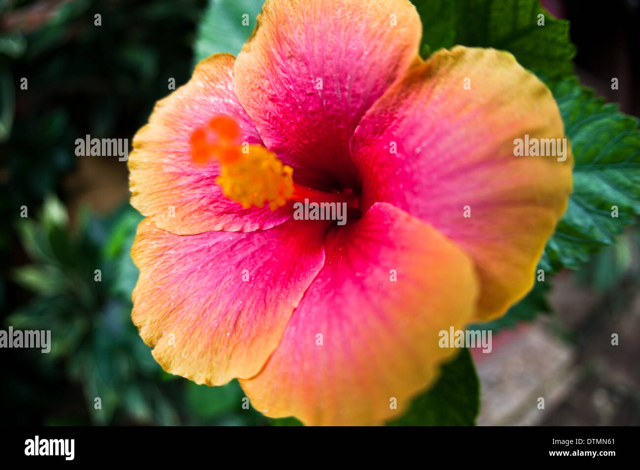 hibiscus flower tropical pink and yellow island flower Stock Photo - Alamy