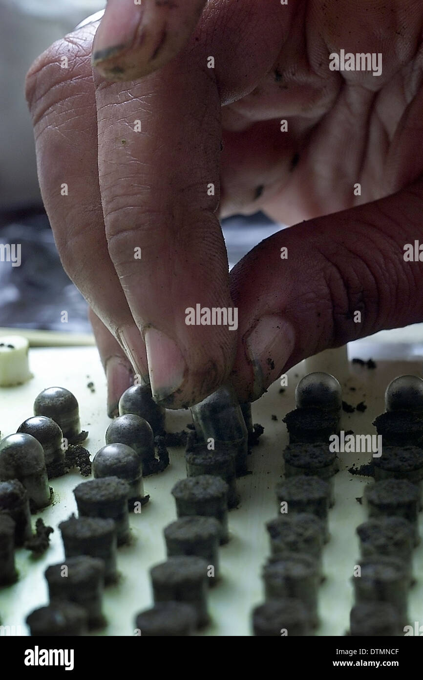 WAMM member capping gel capsules filled with kief, processed marijuana ...