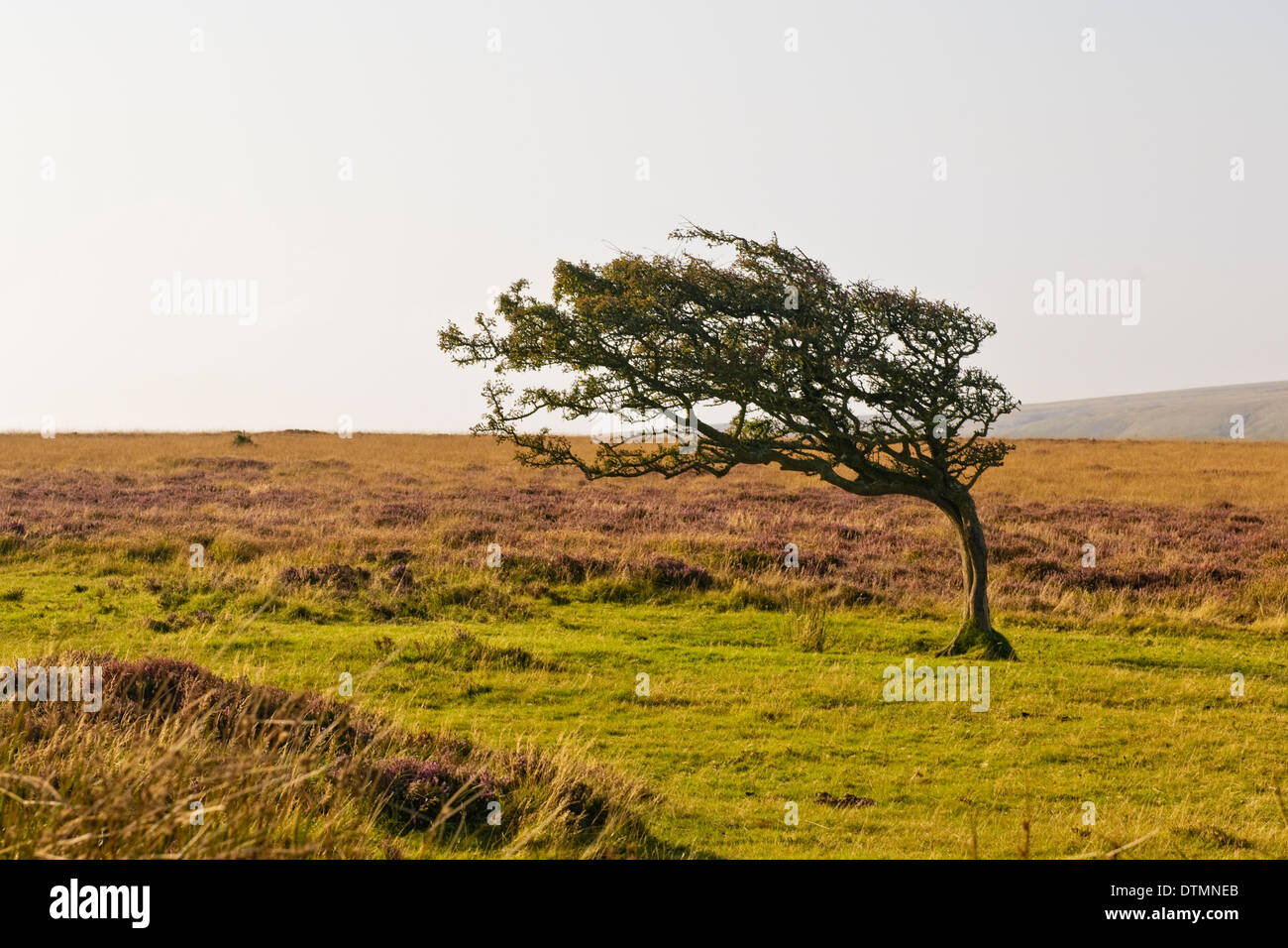 Wind sculpted tree, Exmoor National Park Stock Photo - Alamy