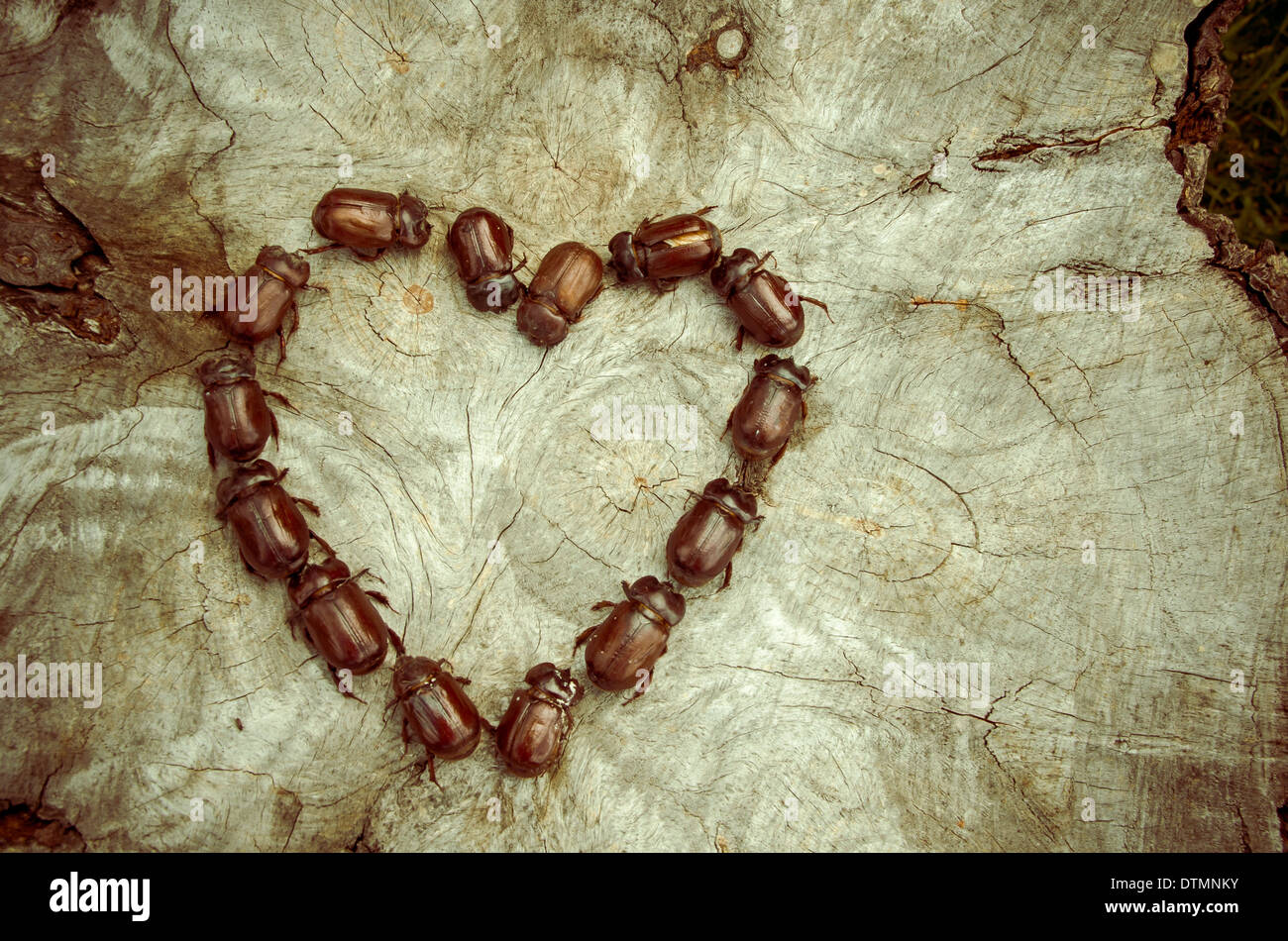 Cockroach in heart shape isolated on white background Stock Photo - Alamy