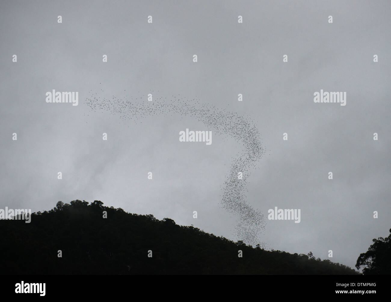 The bat exodus out of Deer cave in Mulu National Park, Borneo, Malaysia ...