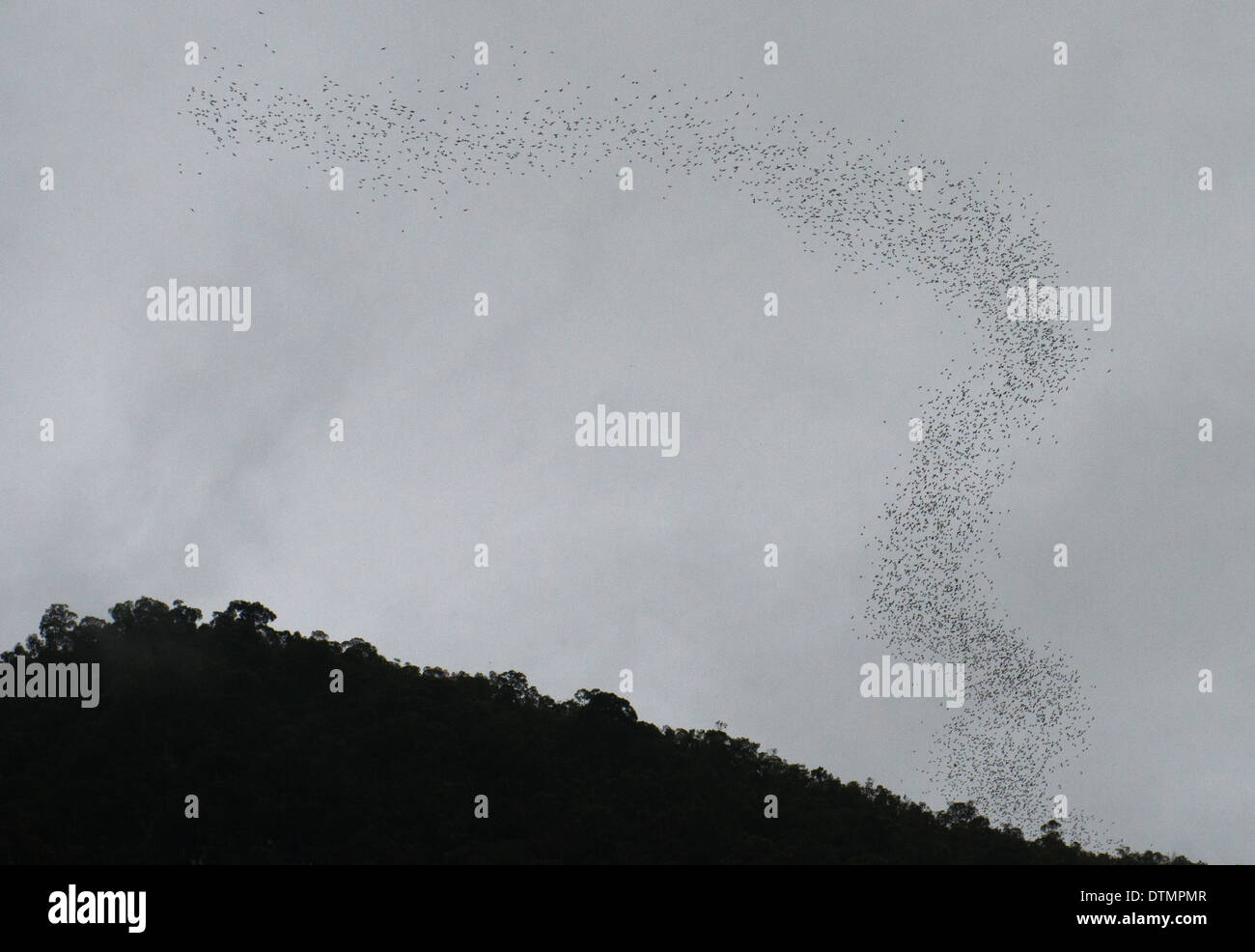 The bat exodus out of Deer cave in Mulu National Park, Borneo, Malaysia ...