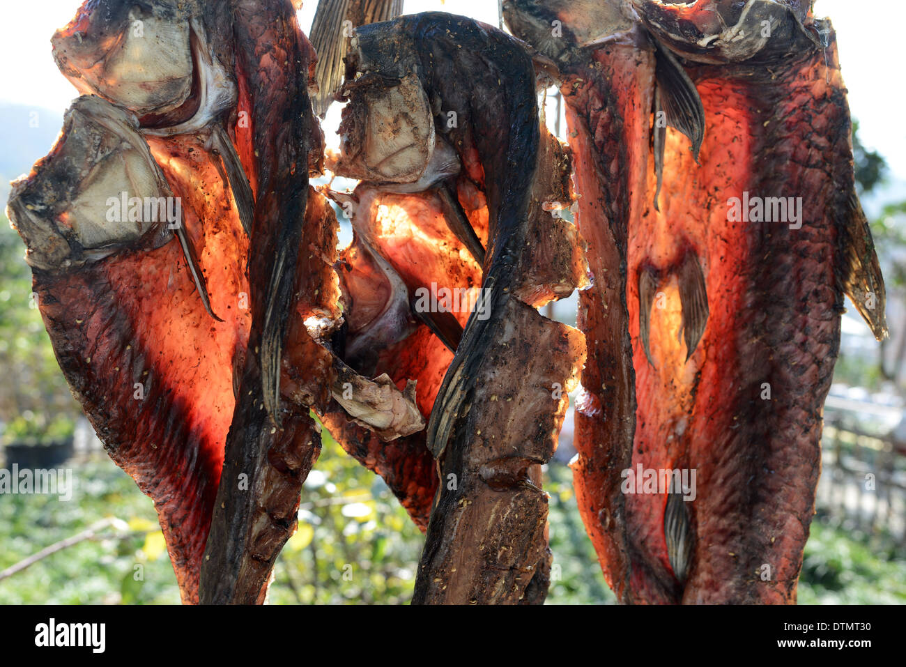 Reddish fish hi-res stock photography and images - Alamy