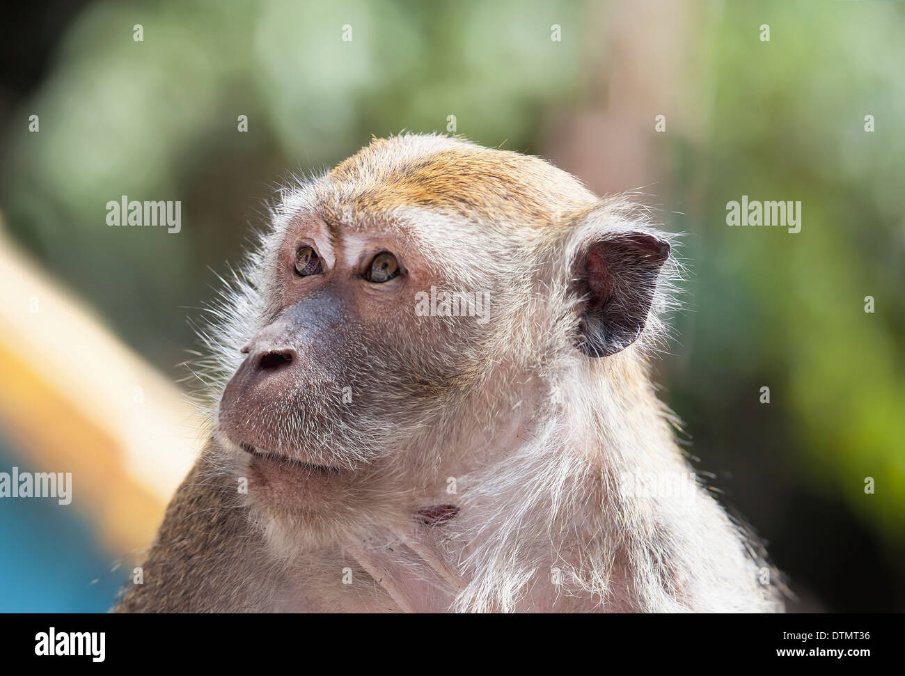 Macaque Monkey Staring Portrait Closeup at Batu Caves in Malaysia Stock ...