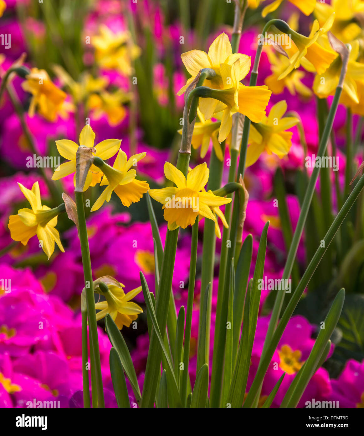 Center focus on colorful flower garden displays Stock Photo - Alamy