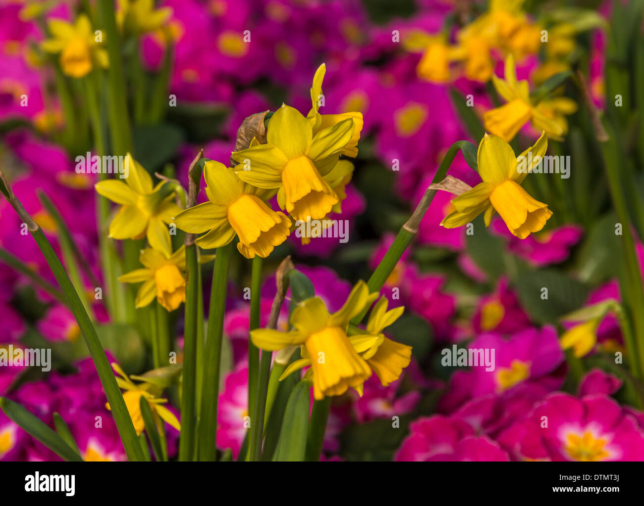 Floral display garden hi-res stock photography and images - Alamy