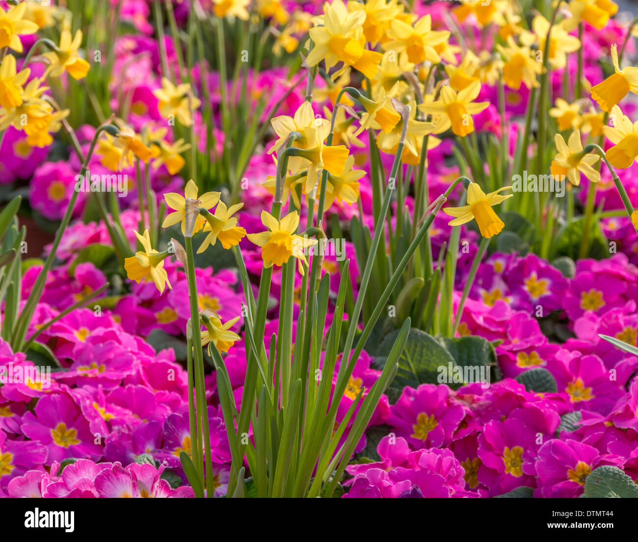 Center focus on colorful flower garden displays Stock Photo - Alamy