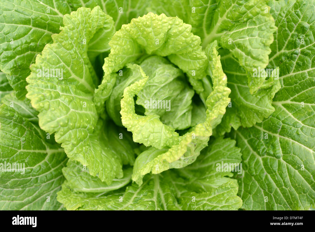 Chinese cabbage plant hi-res stock photography and images - Alamy