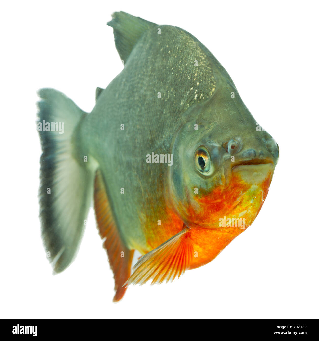 Tambaqui Fish Isolated On White Studio Aquarium Shot Stock Photo - Alamy
