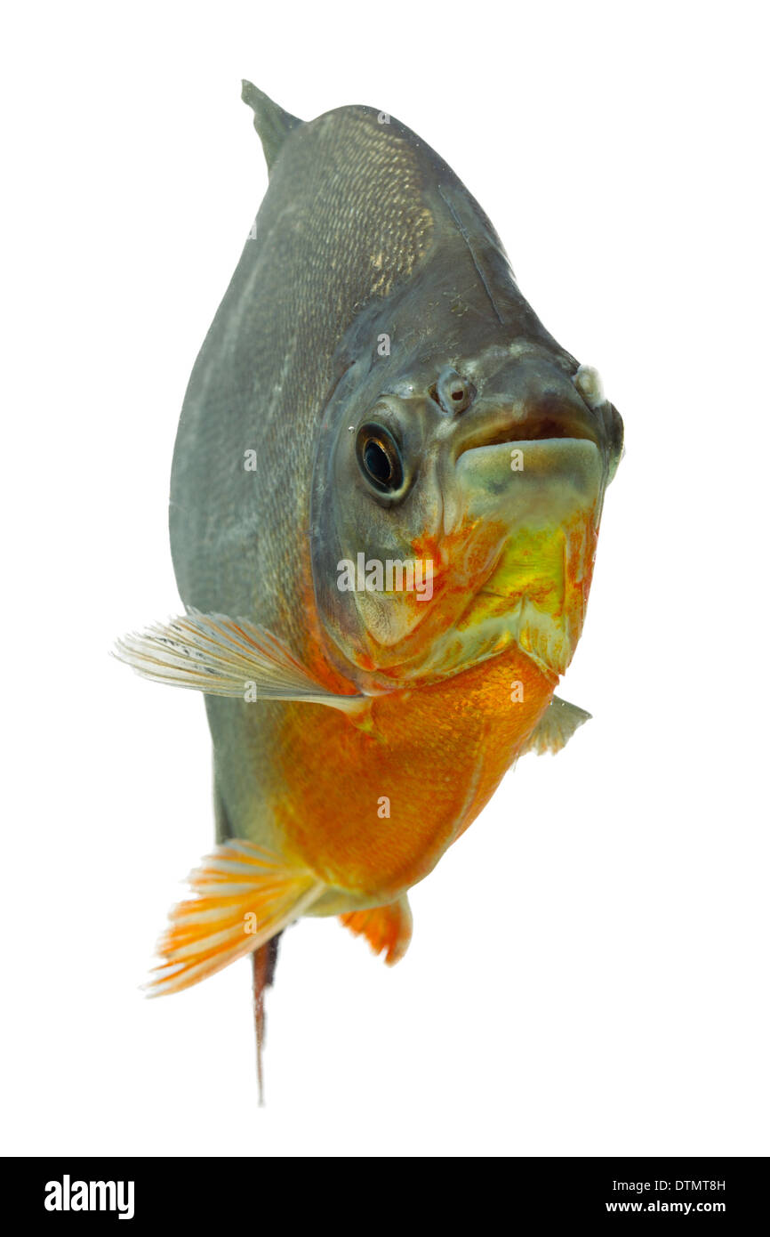 Tambaqui Fish Isolated On White Studio Aquarium Shot Stock Photo - Alamy