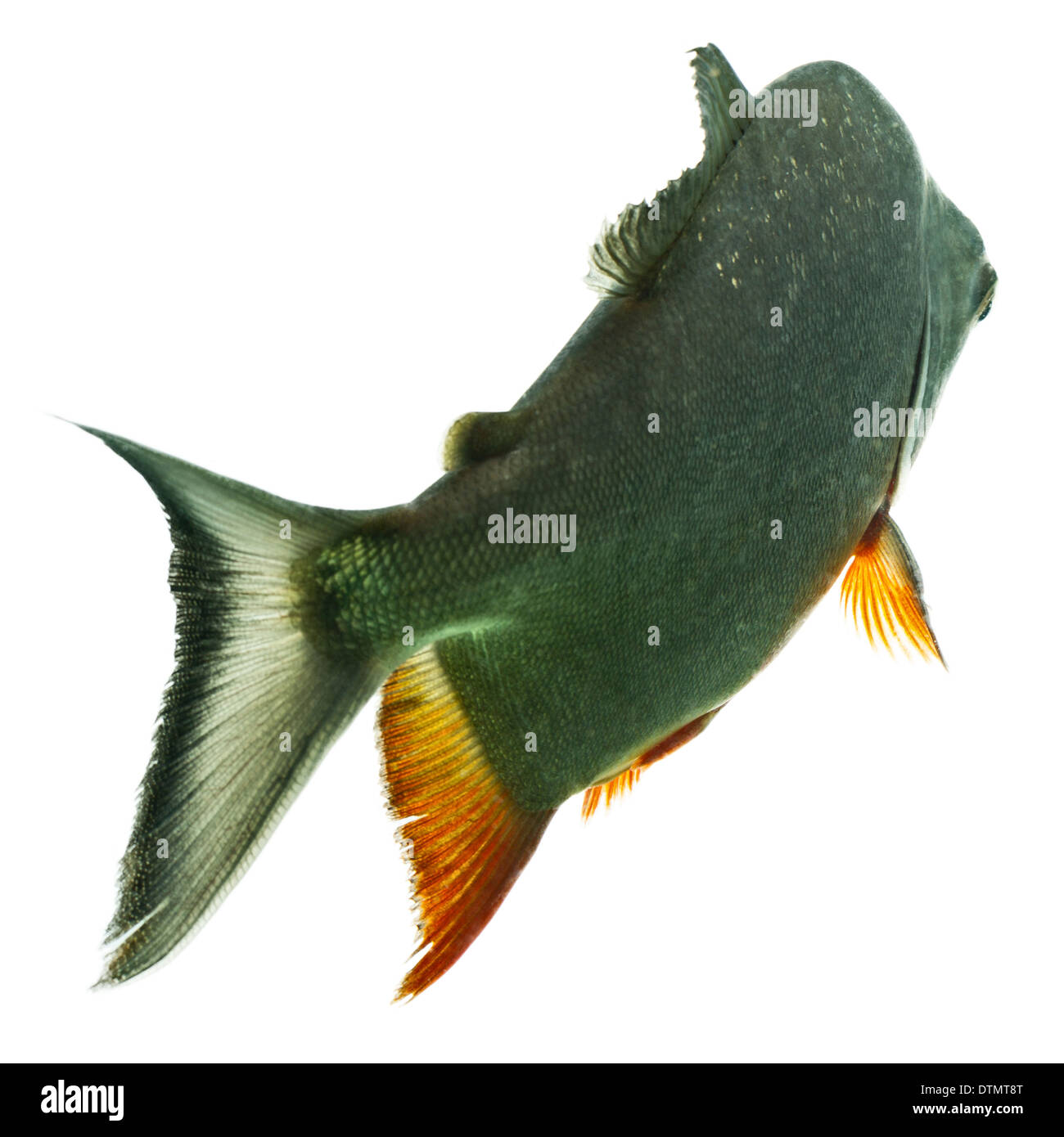 Tambaqui Fish Isolated On White Studio Aquarium Shot Stock Photo - Alamy