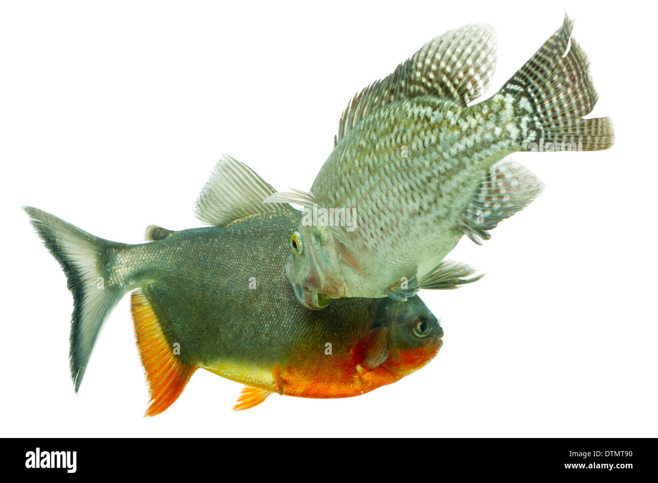 Mozambique Tilapia Chasing A Tambaqui Fish Live Animal Studio Aquarium ...