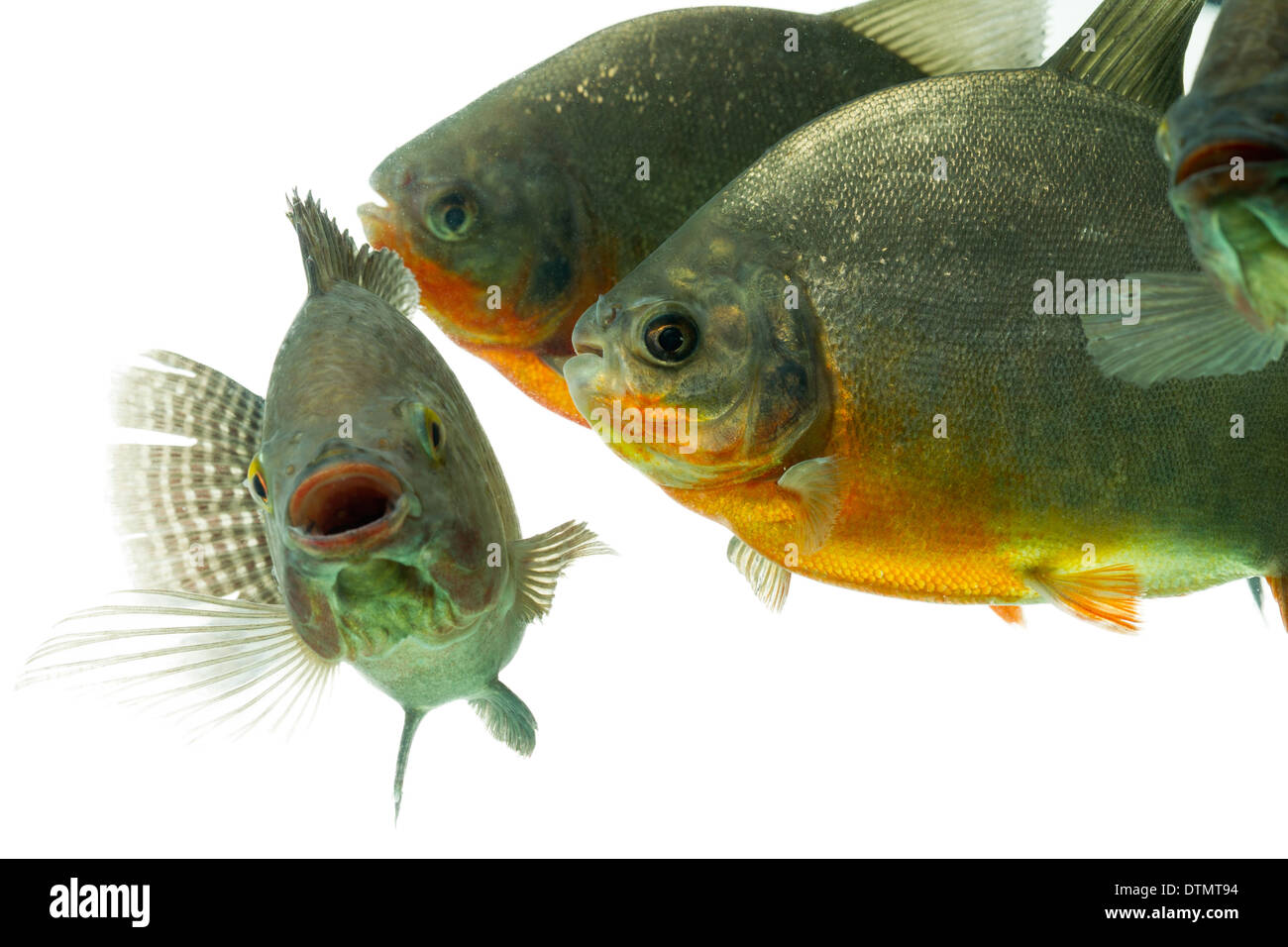 Mozambique Tilapia Chasing A Tambaqui Fish Live Animal Studio Aquarium ...