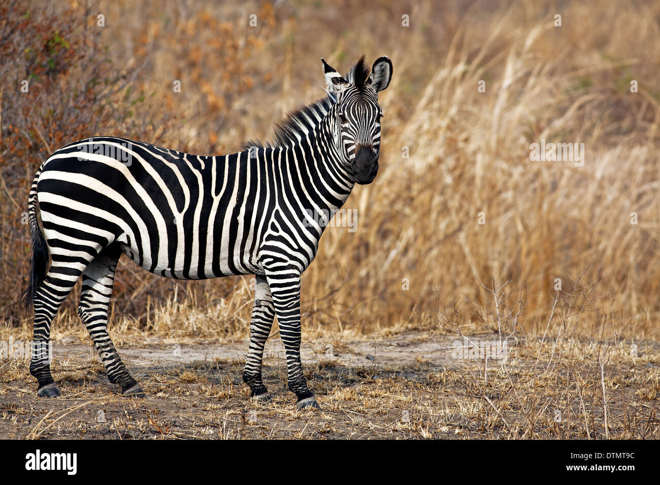 African flora and fauna hi-res stock photography and images - Alamy