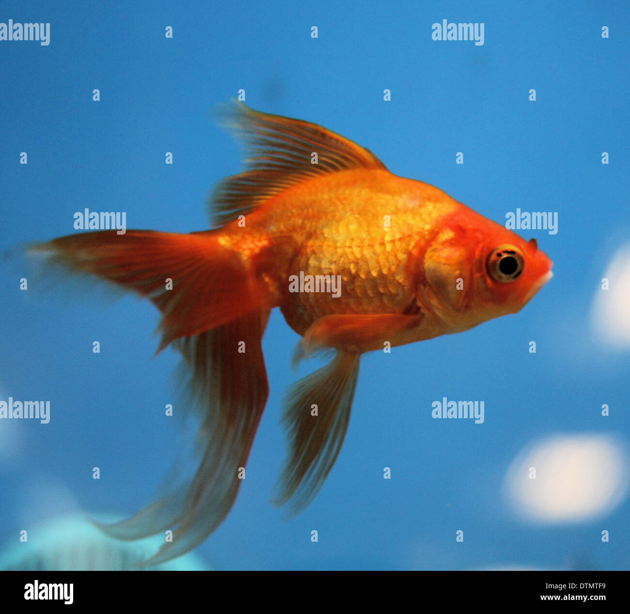 Fancy goldfish hi-res stock photography and images - Alamy