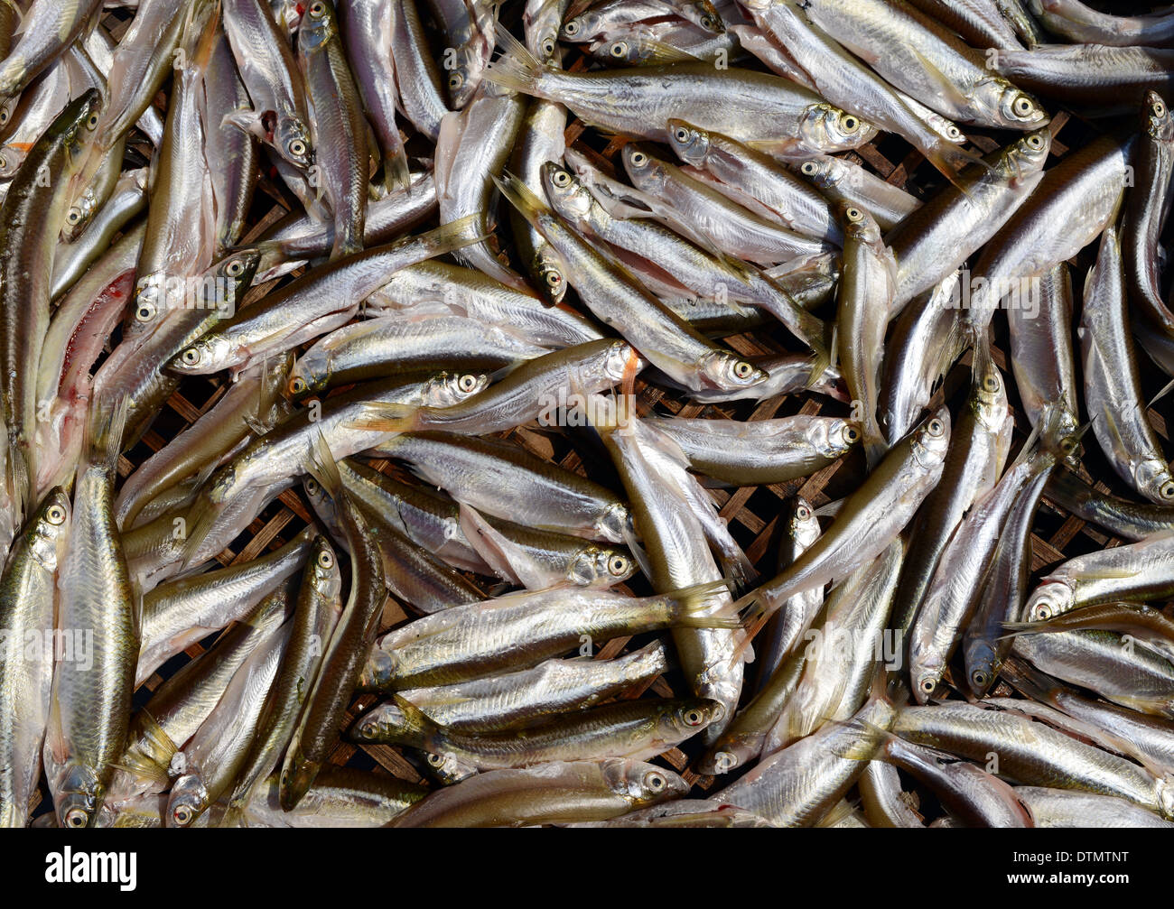 Stall fresh small fishes fish hi-res stock photography and images - Alamy