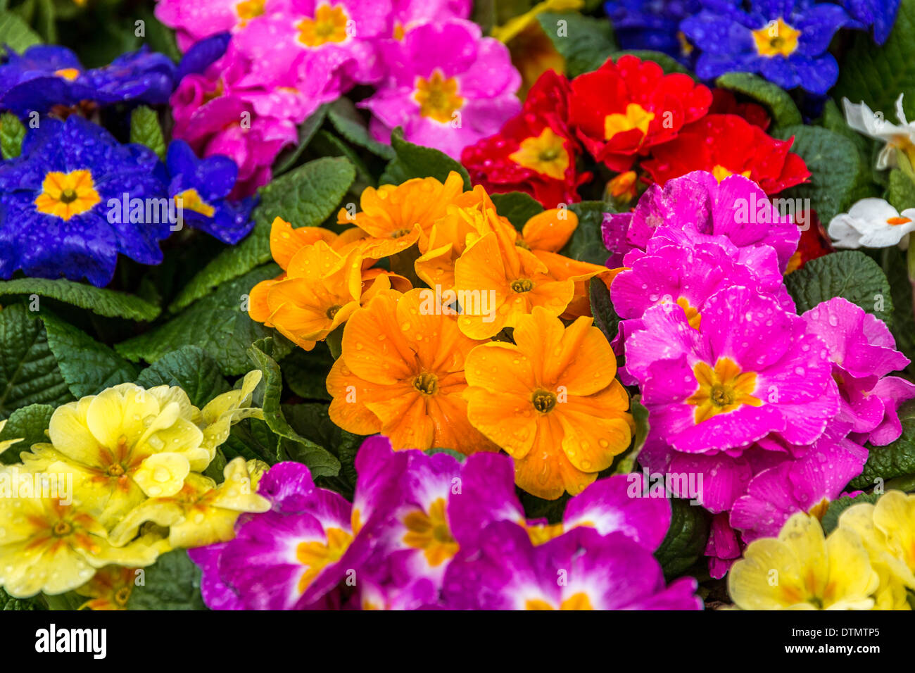 Primulas hi-res stock photography and images - Alamy