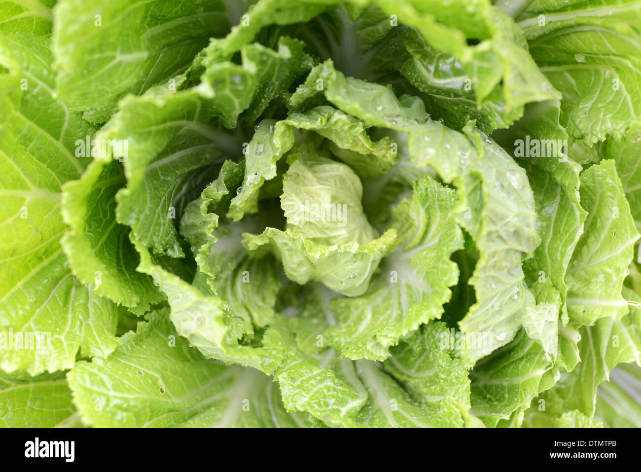 Chinese cabbage field hi-res stock photography and images - Alamy