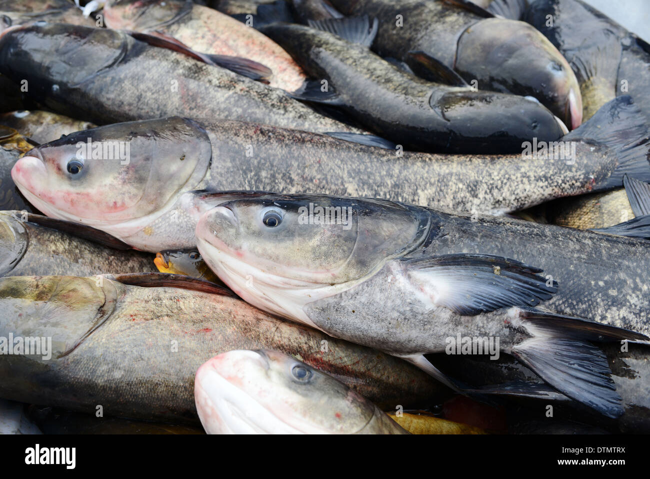 Group of fresh carp fish Stock Photo - Alamy