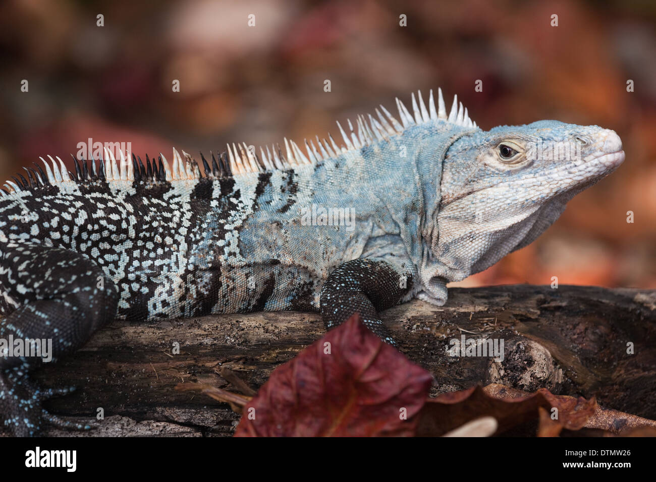 Black Spiny-tailed Iguana (Ctenosaura similis). Male. In dry woodland ...