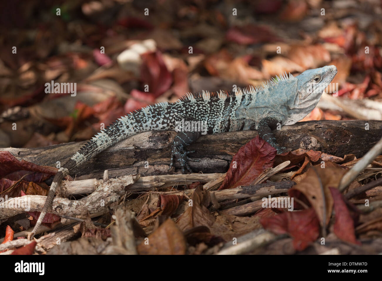 Spiny crest lizards hi-res stock photography and images - Alamy