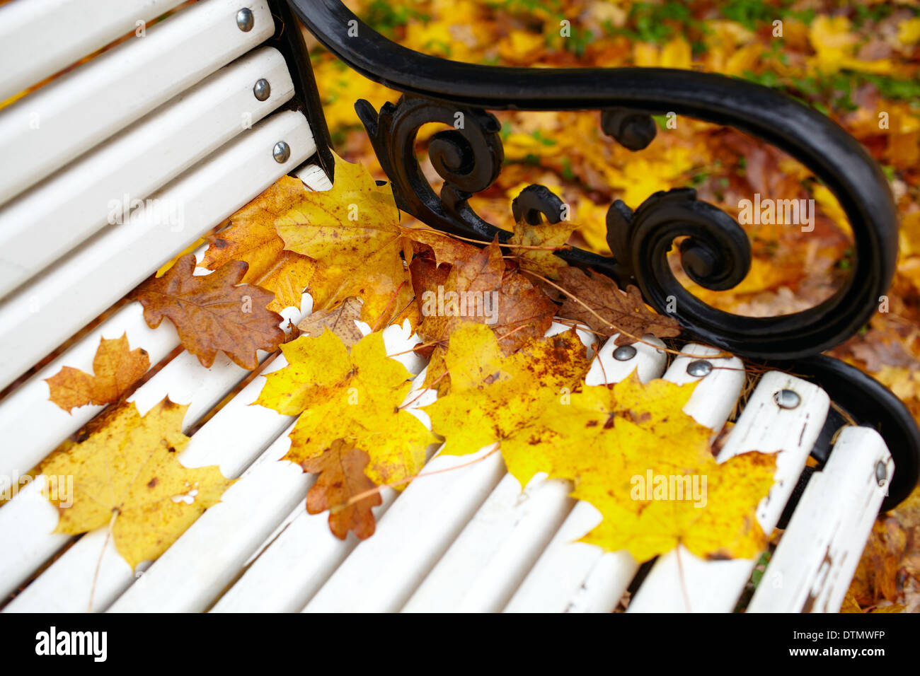 Maple leaf and curl hi-res stock photography and images - Alamy