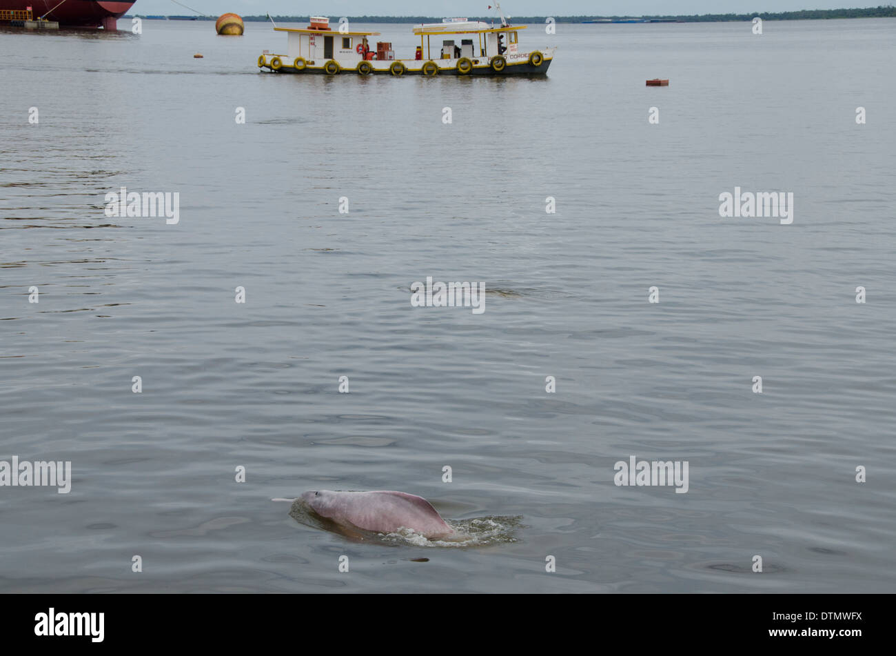 Amazon river dolphin hi-res stock photography and images - Alamy