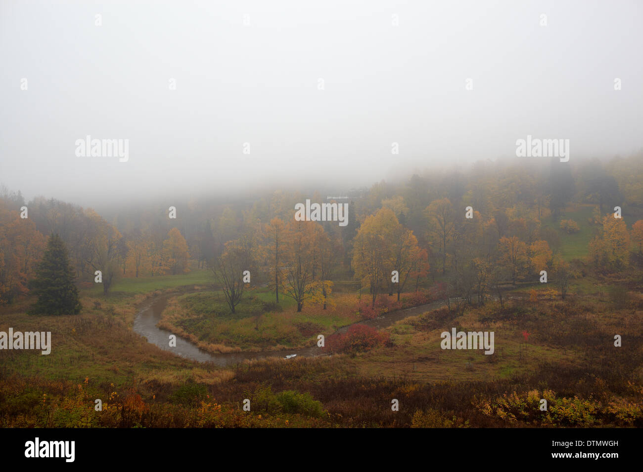 The fog is coming on forest Stock Photo - Alamy