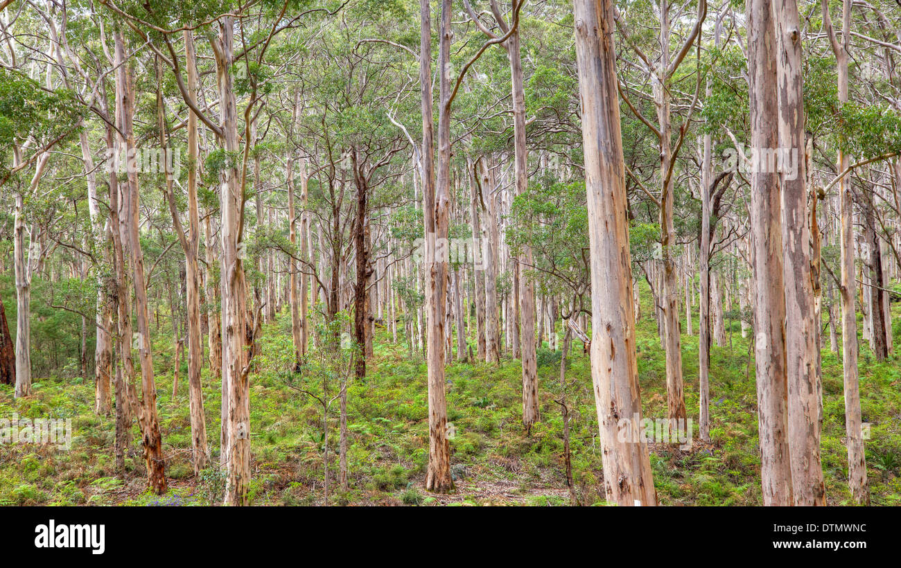 Karee tree hi-res stock photography and images - Alamy