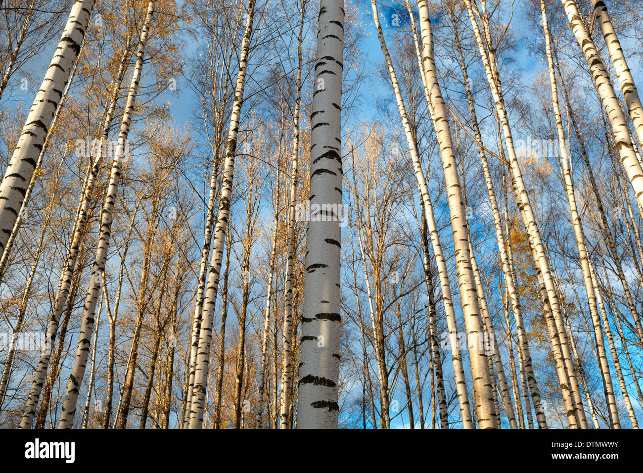 Birch trees background Stock Photo - Alamy