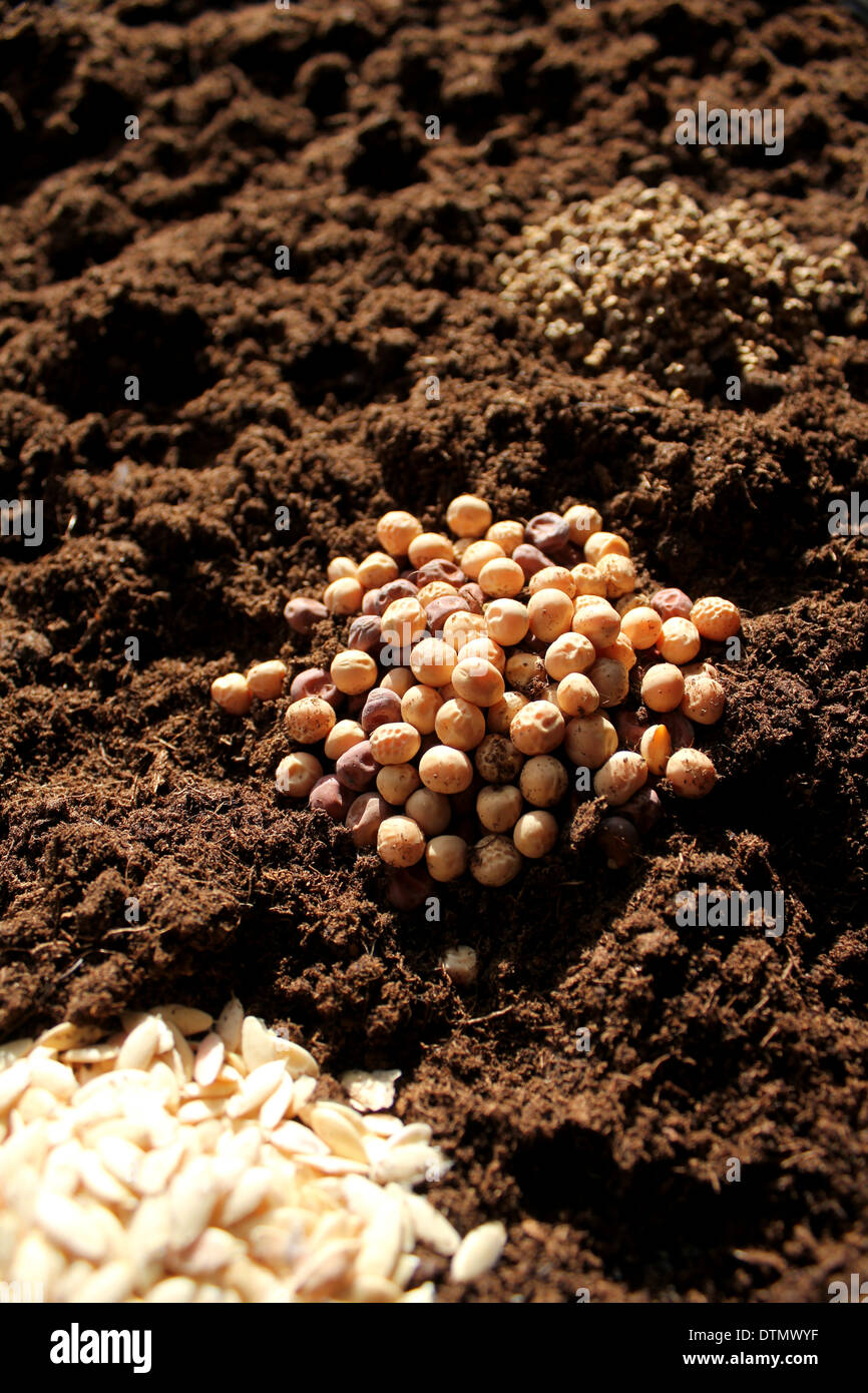 Beet seed hi-res stock photography and images - Alamy