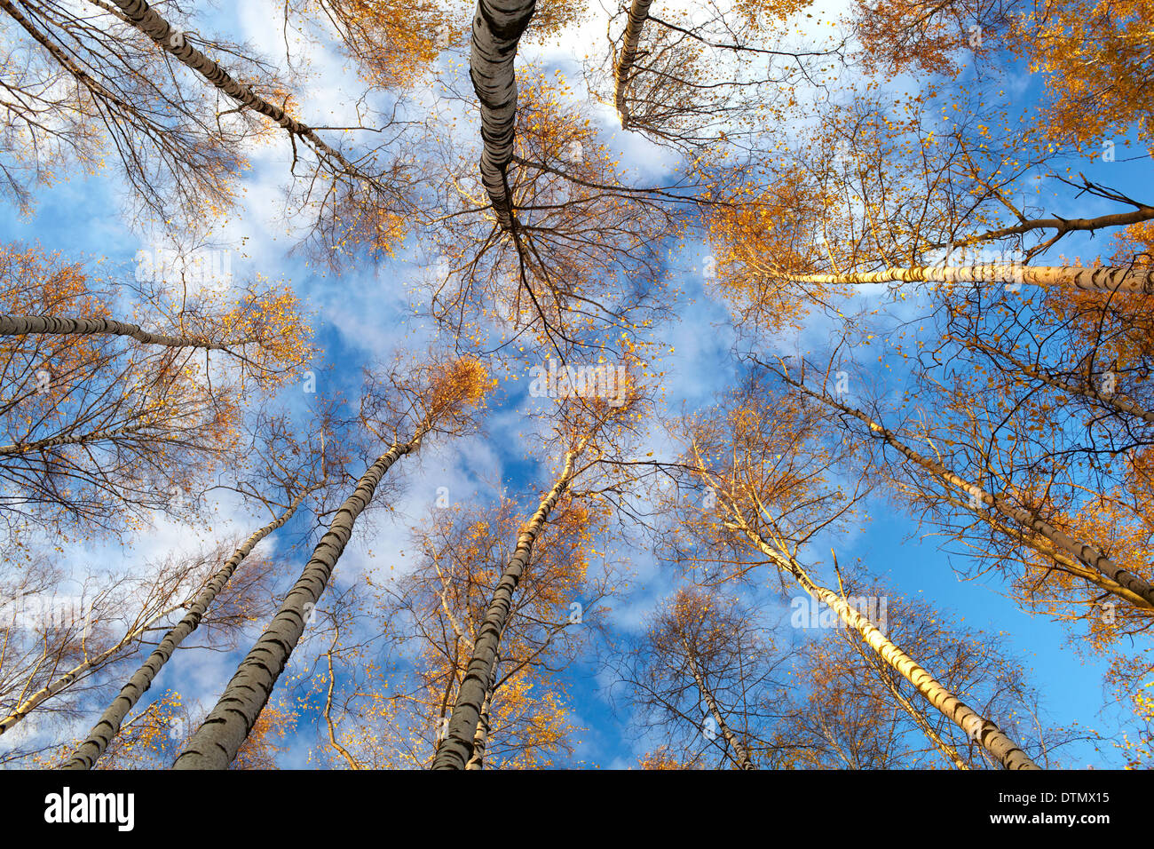 Large birch trees hi-res stock photography and images - Alamy