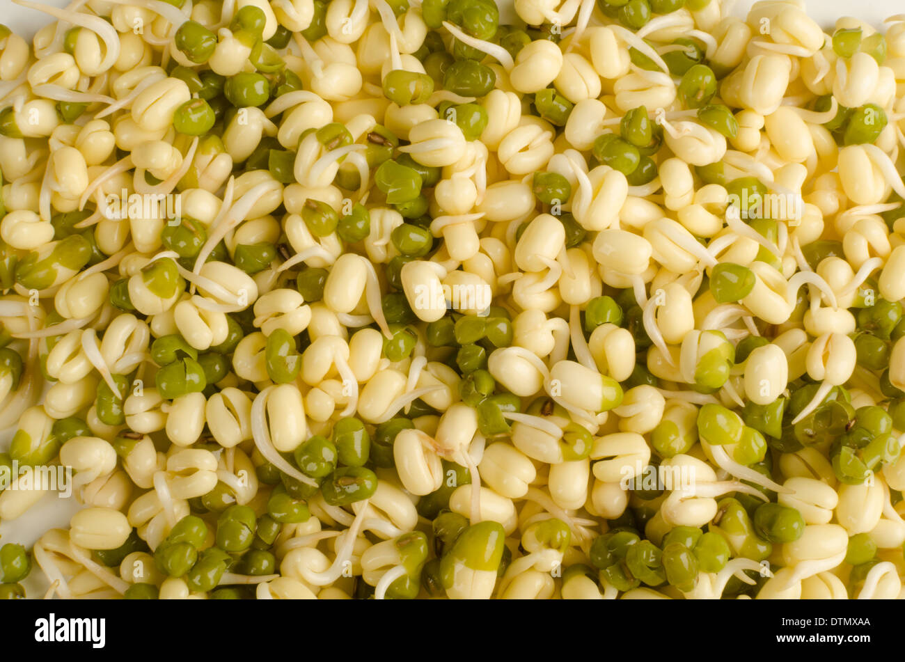Soy bean sprouts hi-res stock photography and images - Alamy