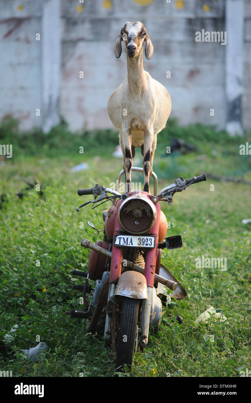 Goat Riding A Motorcycle