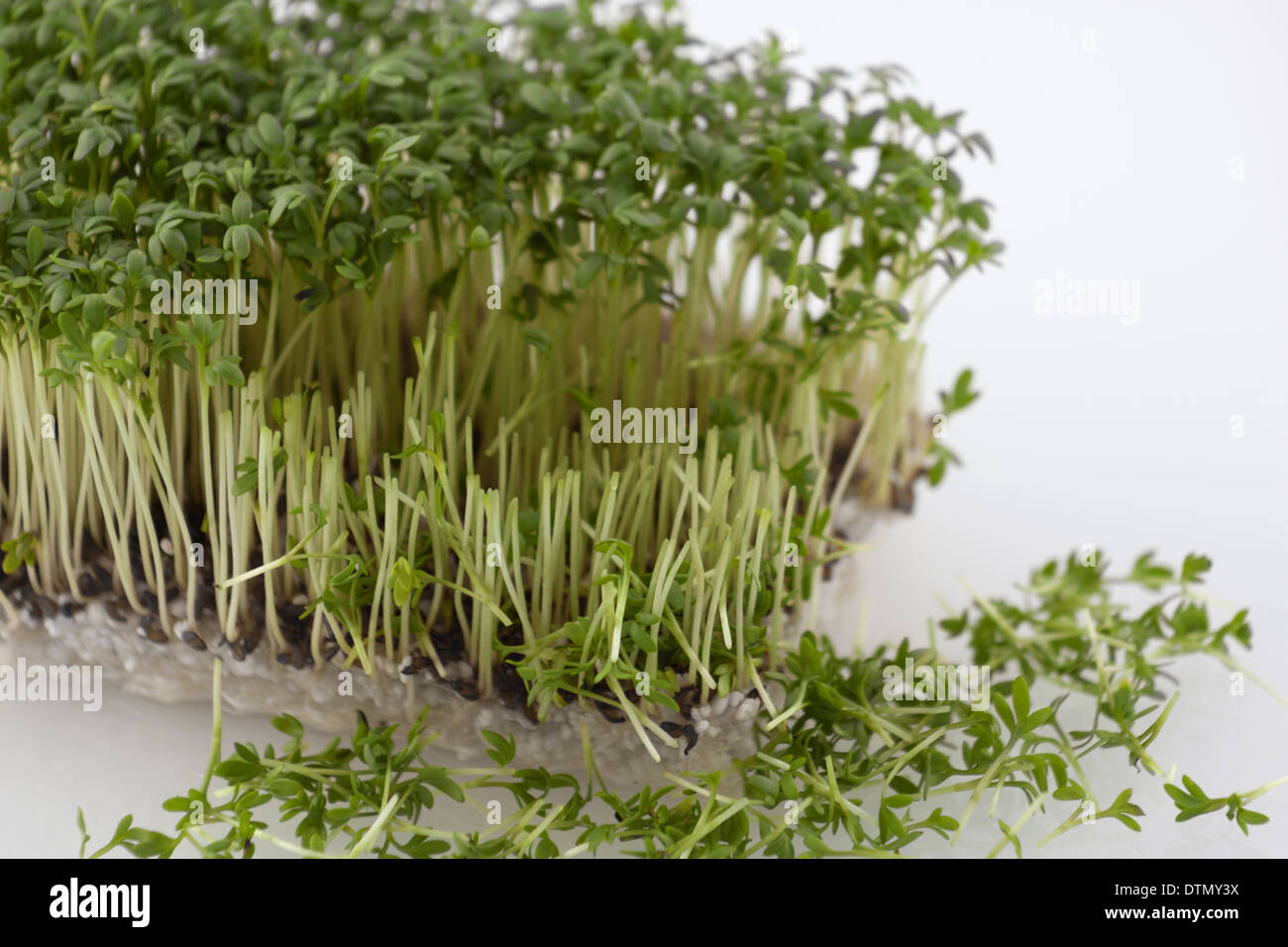 Land cress water cress hi-res stock photography and images - Alamy