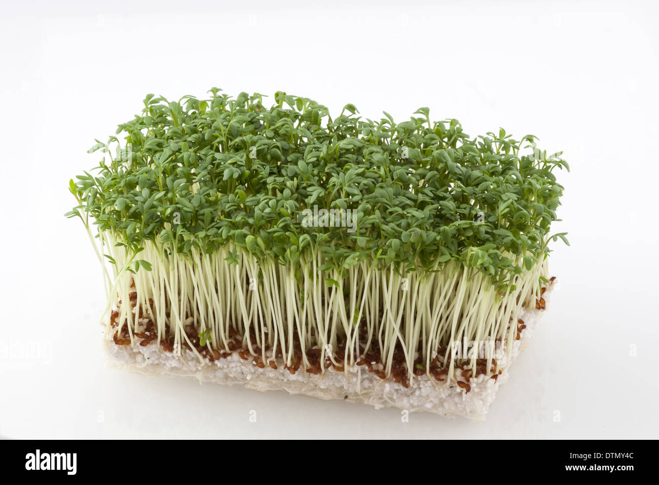 Land cress watercress hi-res stock photography and images - Alamy
