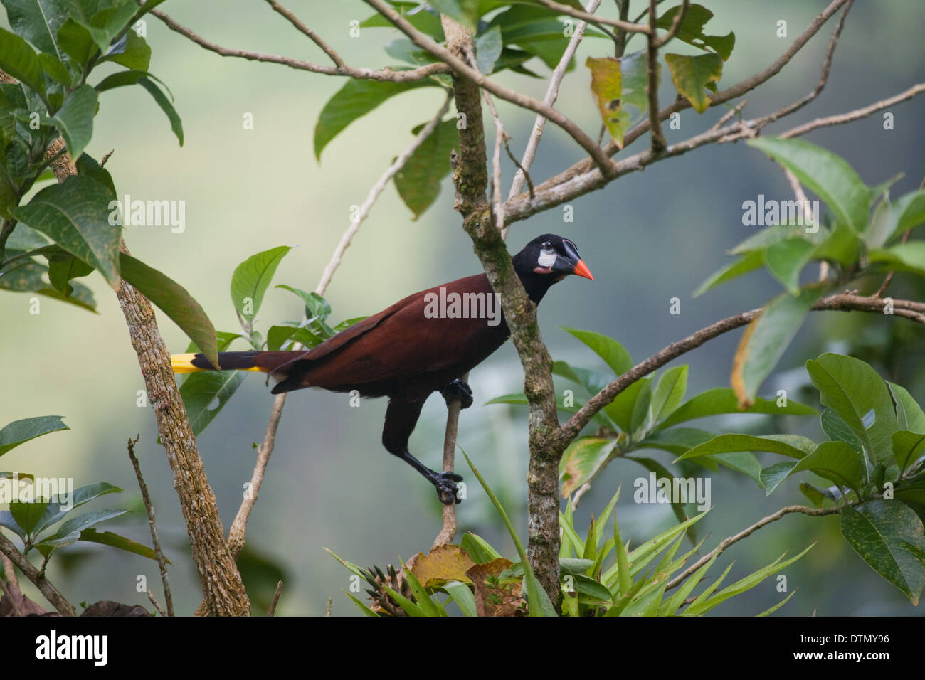 Montezuma's Oropendola (Psarocolius montezuma). Cordillera de talamanca ...