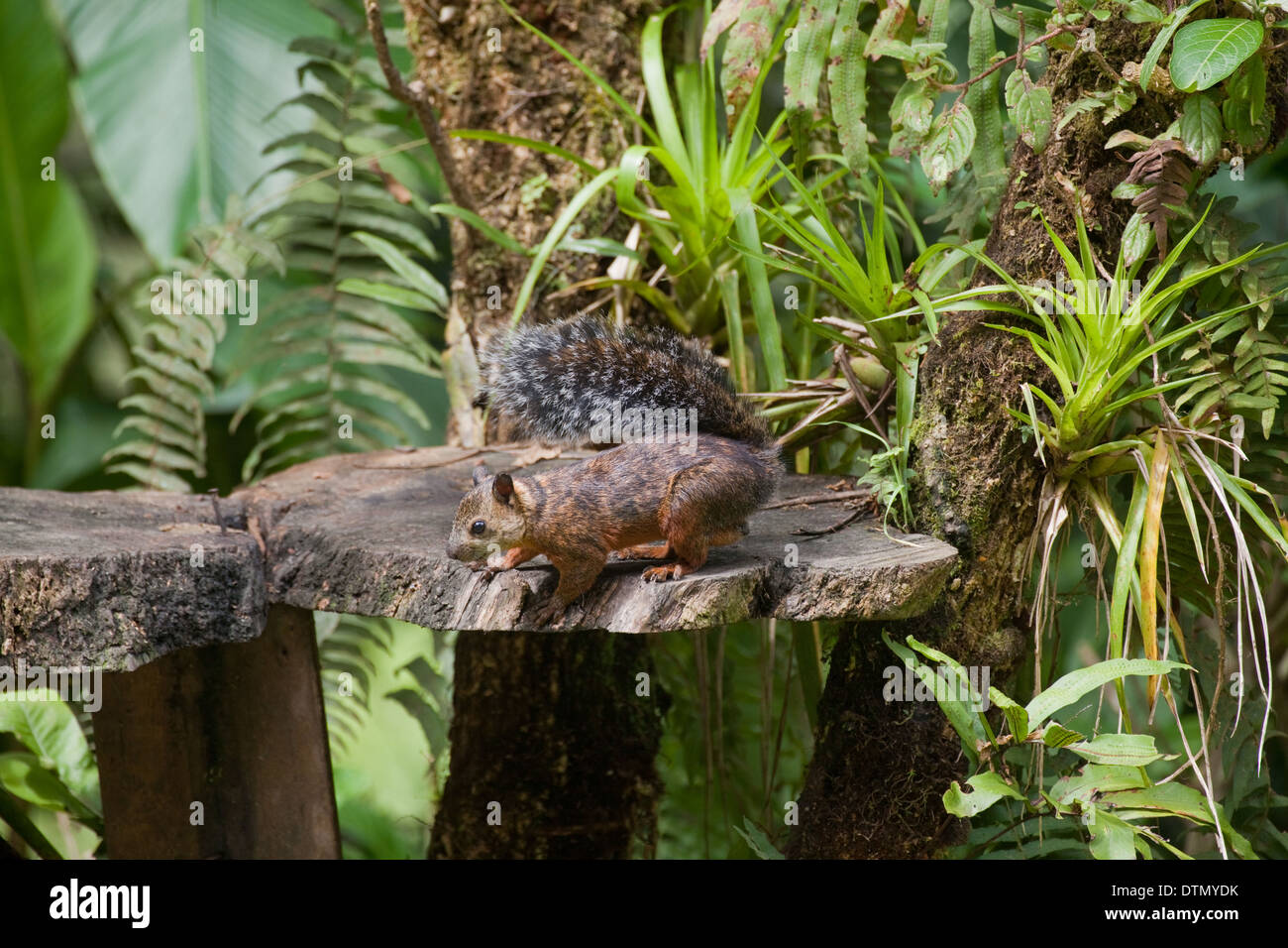 Tropical rodent hi-res stock photography and images - Alamy